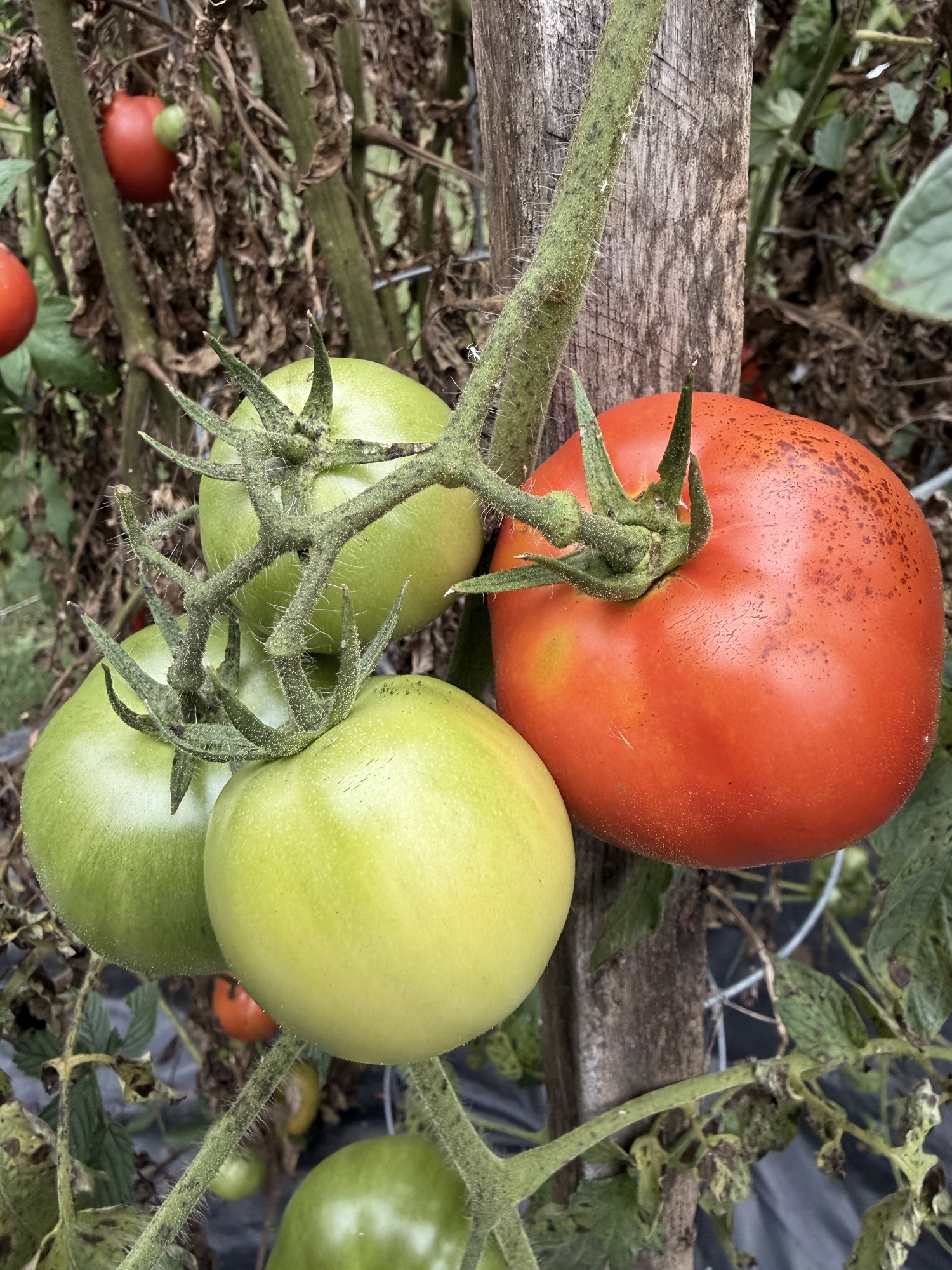 Late Season Tomato Care: How to Extend the Harvest Before Frost - J & J ...